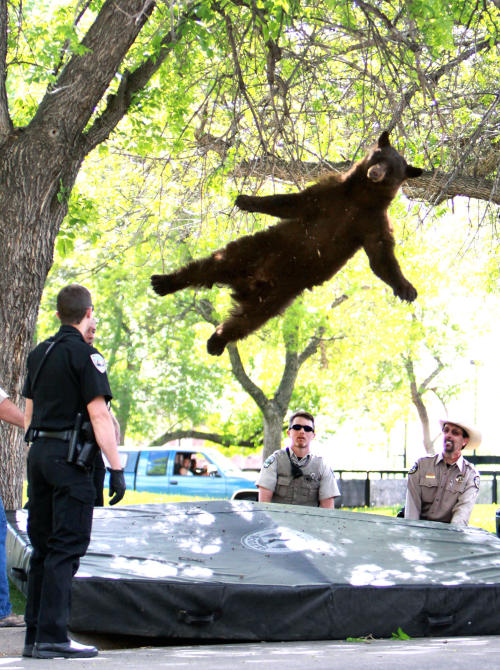 Bear falls from tree at University of Colorado - Boulder - Denver7 ...