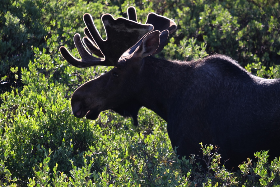 See 10 incredible moose shots taken in Larimer County - Gallery ...